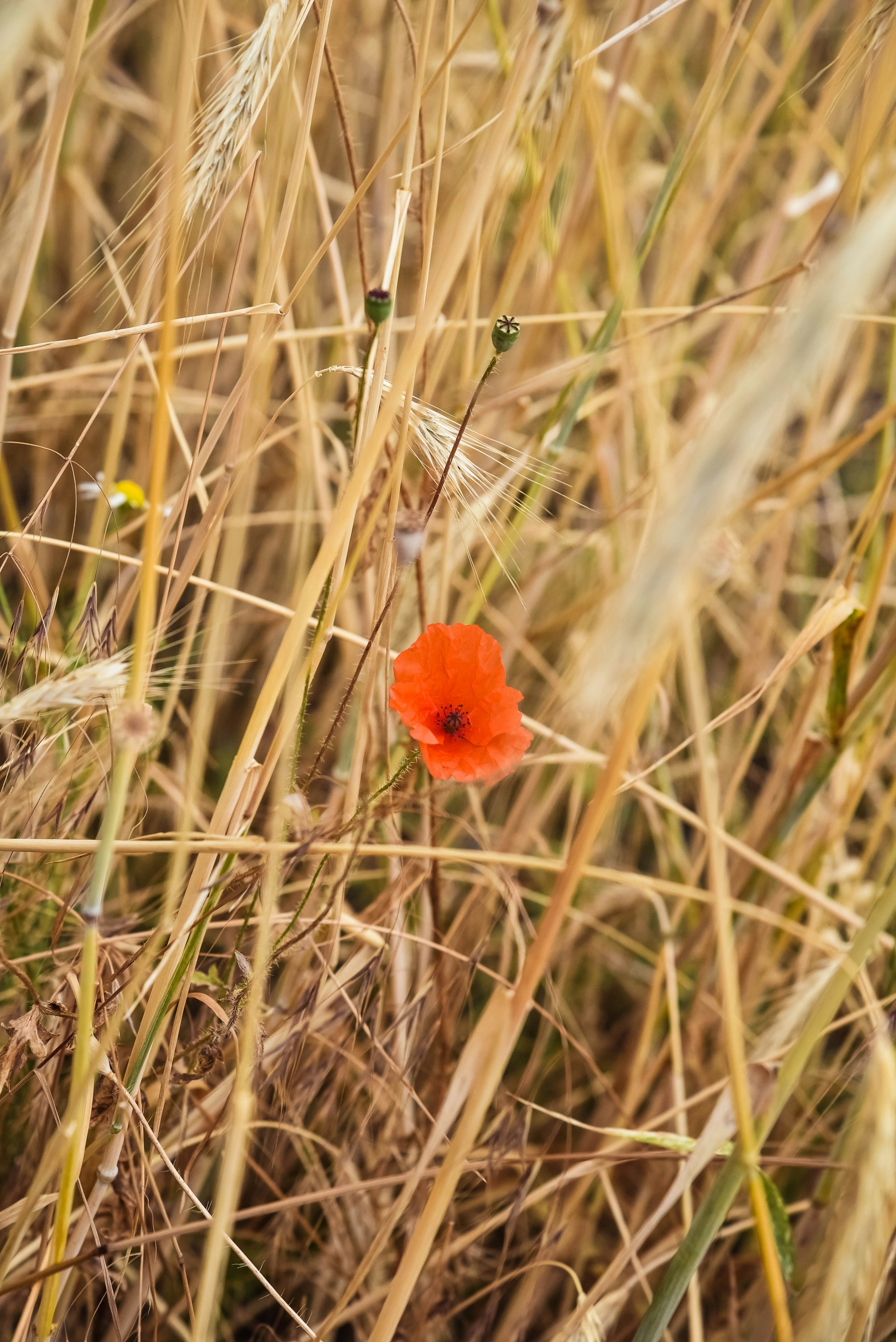 Whisper Of A Poppy In My Ears: A Lot Remains to Remember – Universal ...